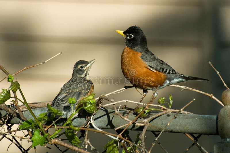 Robin and baby fledgling stock photo. Image of robins - 9402206