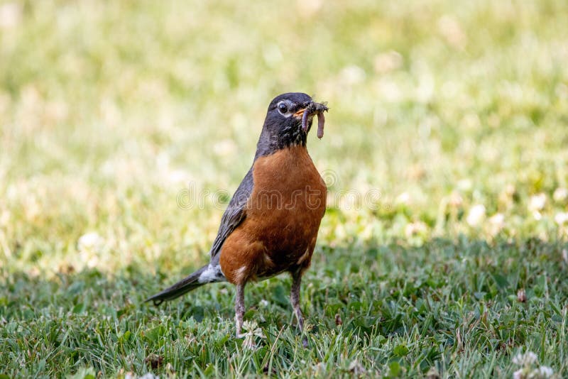 Robin in the Backyard with a Worn and Insects in Its Beak Stock Image ...