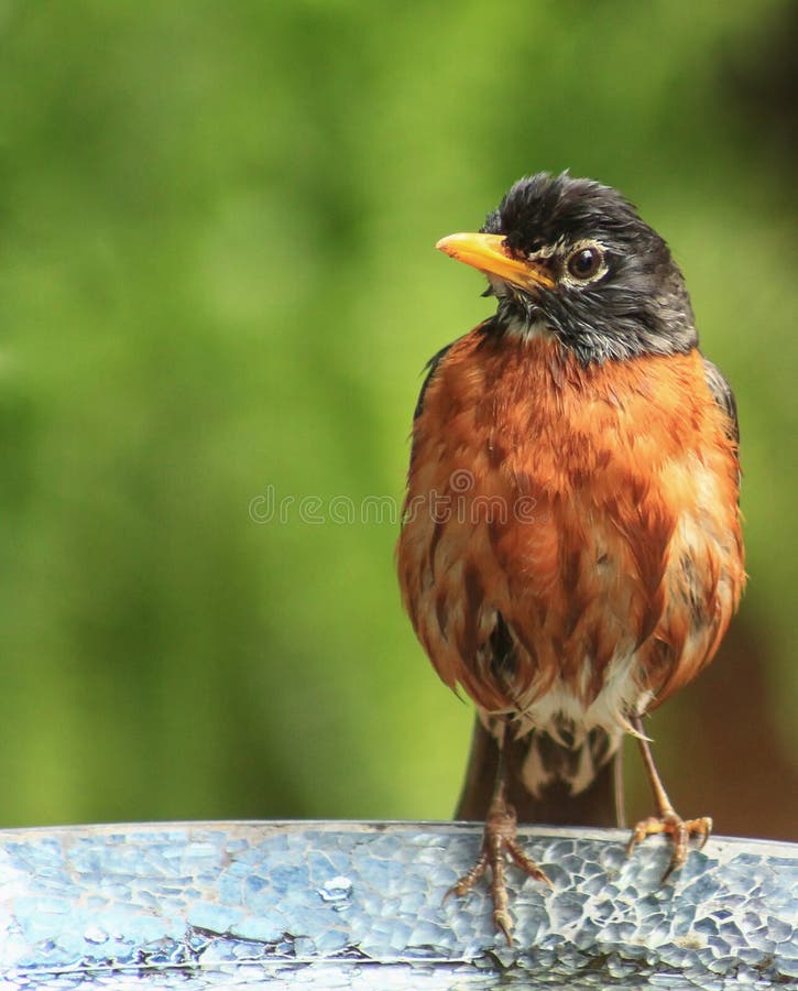 Robin Bath stock photo. Image of north, drinking, migratorius - 51728674