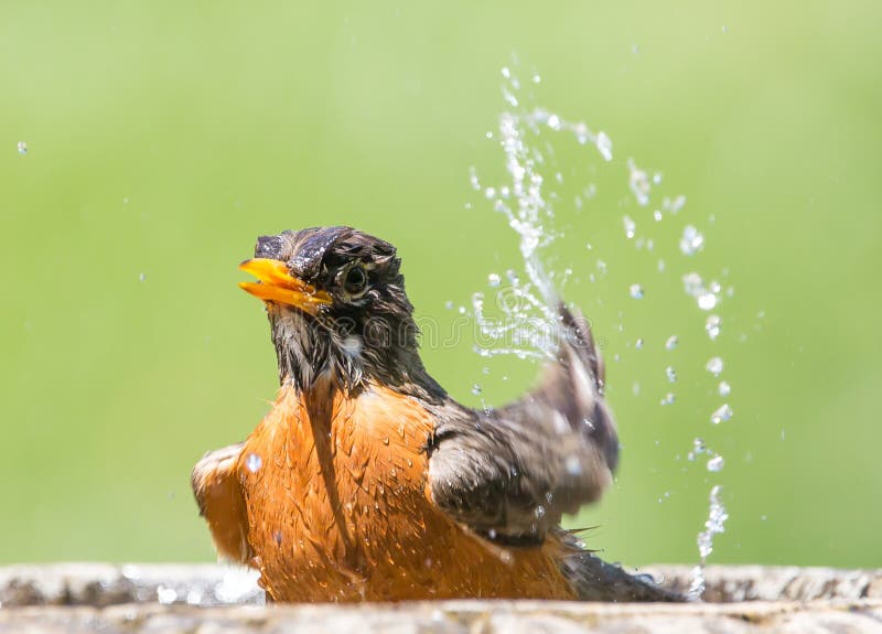 Robin Bathing in a Bird Bath Stock Image - Image of animals, colors ...
