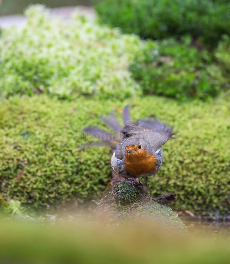 Robin bathing at a pool stock photo. Image of creature - 35928190