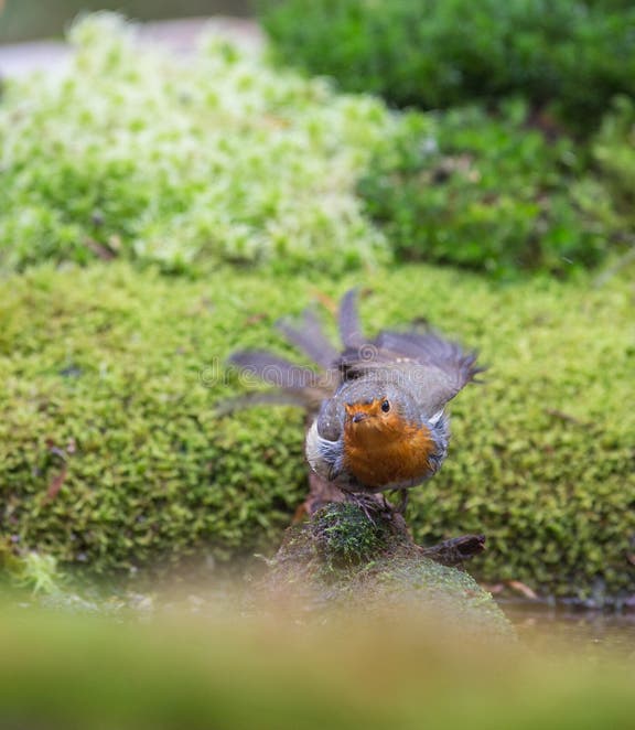 Robin bathing at a pool stock photo. Image of creature - 35928190