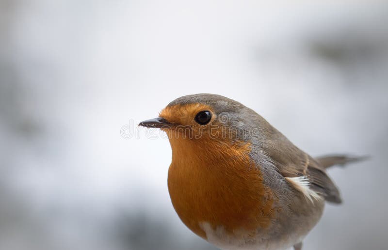 Robin Erithacus rubecula stock image. Image of animals - 140981839