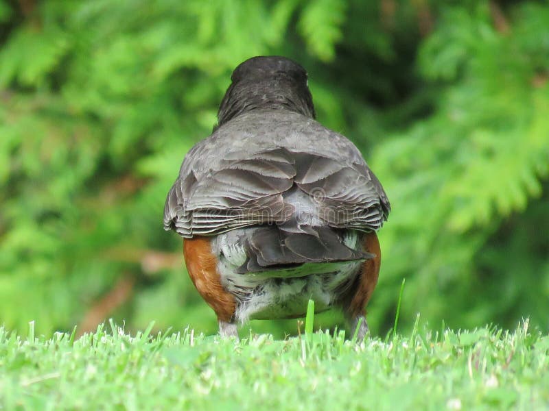 Robin from behind stock image. Image of bird, robin - 185071739