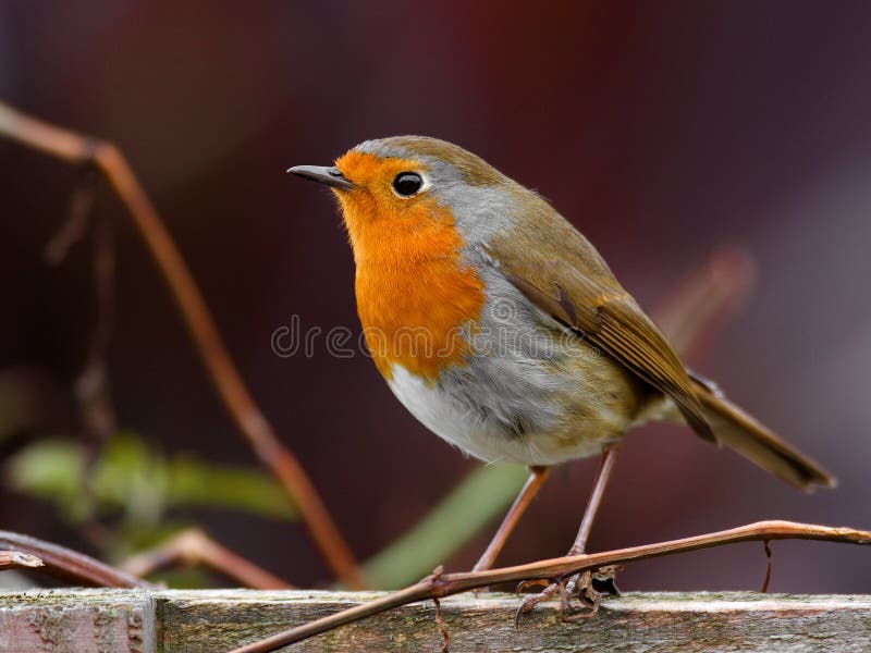 Robin bird stock image. Image of perch, orange, fence - 18124775