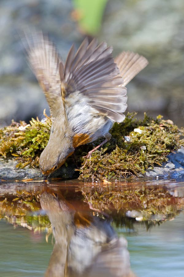 Robin bird stock image. Image of avian, beak, erithacus - 24786139