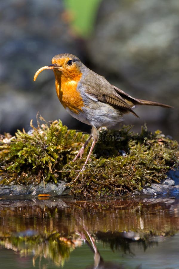 Robin bird stock image. Image of branch, robin, bird - 24786151
