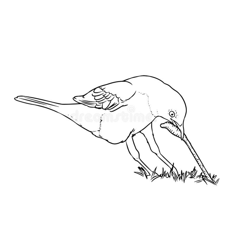 Robin Line Drawing Black Stock Illustrations – 1,020 Robin Line Drawing ...