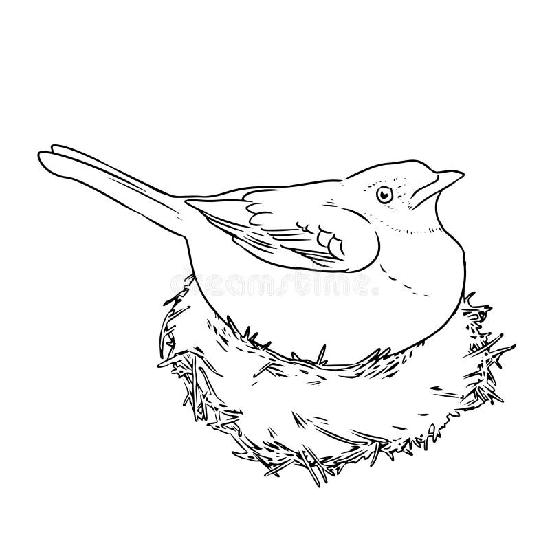 Robin Line Drawing Black Stock Illustrations – 980 Robin Line Drawing ...