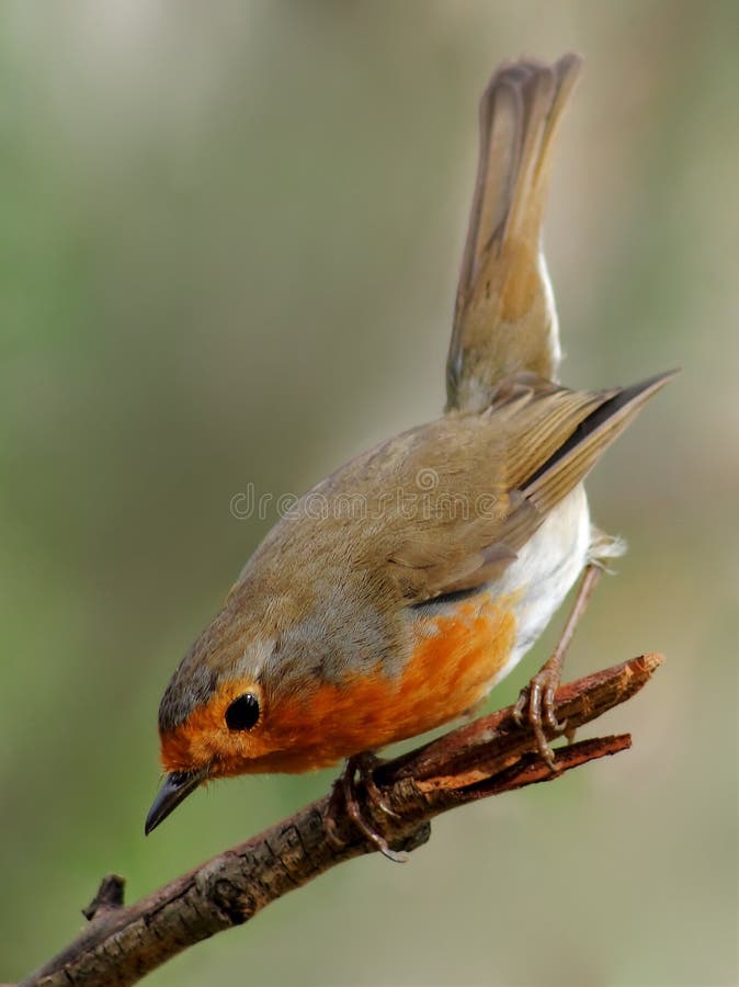 Robin bird stock image. Image of birds, telephoto, animals - 8565541