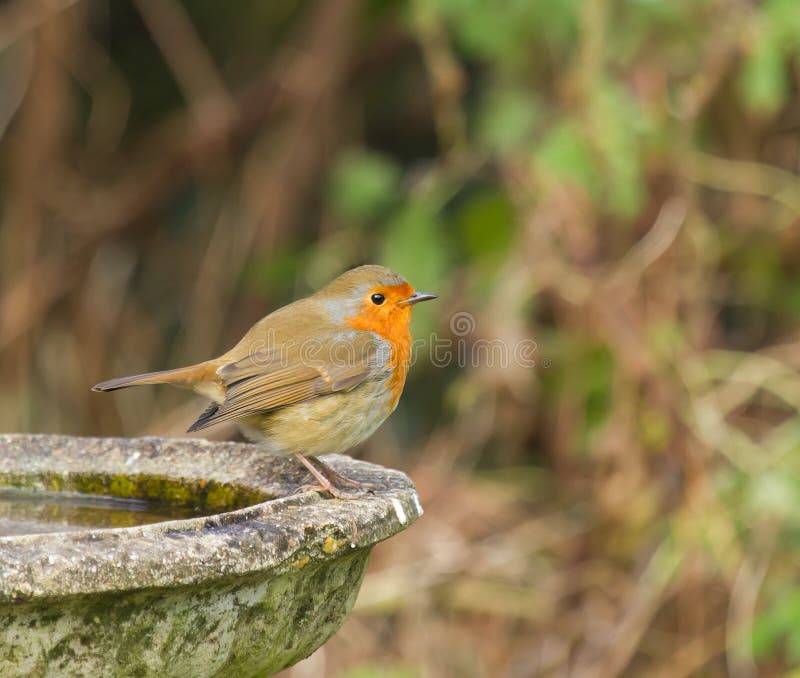 European Robin in snow stock image. Image of wildlife - 9400619