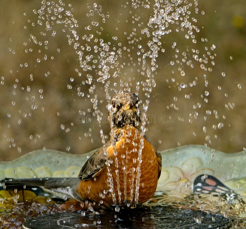 Robin in the Bird Bath with Fountain Stock Image - Image of clean ...