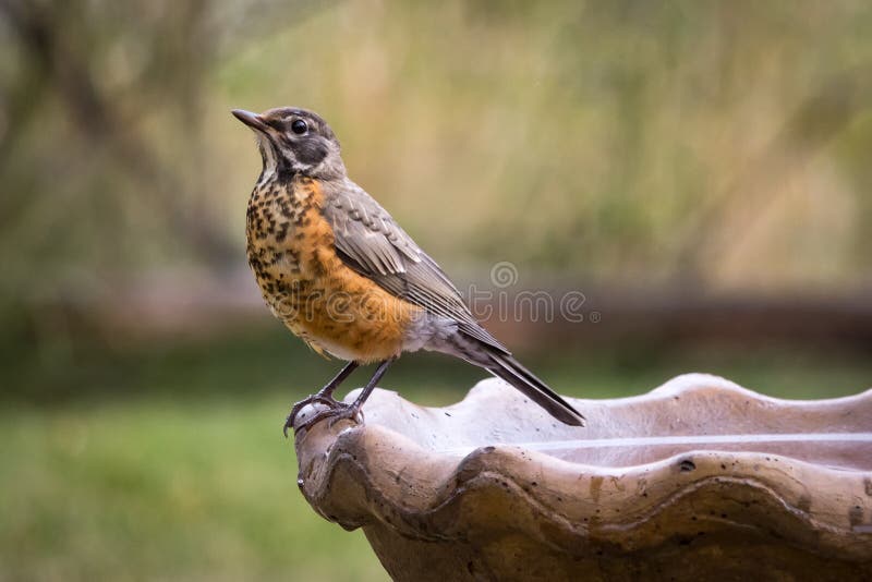 Robin on a bird bath stock image. Image of robin, animal - 99126863