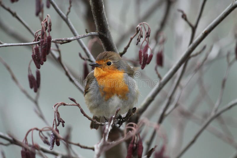 Robin Bird. stock photo. Image of redbreast, branch, bird - 50337940
