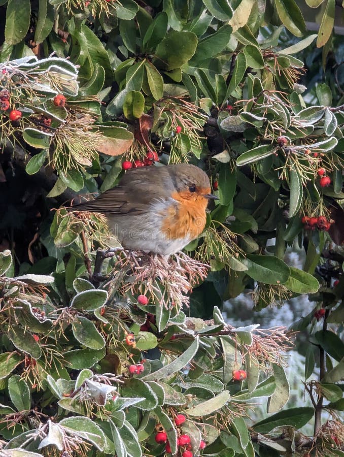 Robin bird on a berry bush stock photo. Image of cold - 264211268
