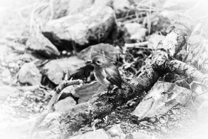 Robin Bird in Black and White Stock Photo - Image of tree, white: 84000290