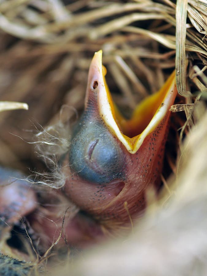 Robin bird chick stock image. Image of behaviour, macro - 19907437