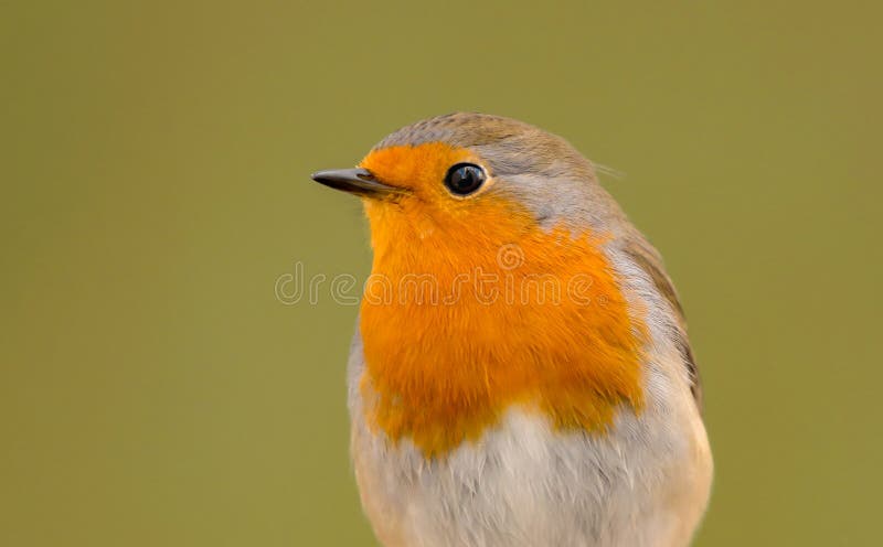 Robin bird close up stock image. Image of birding, garden - 231278825