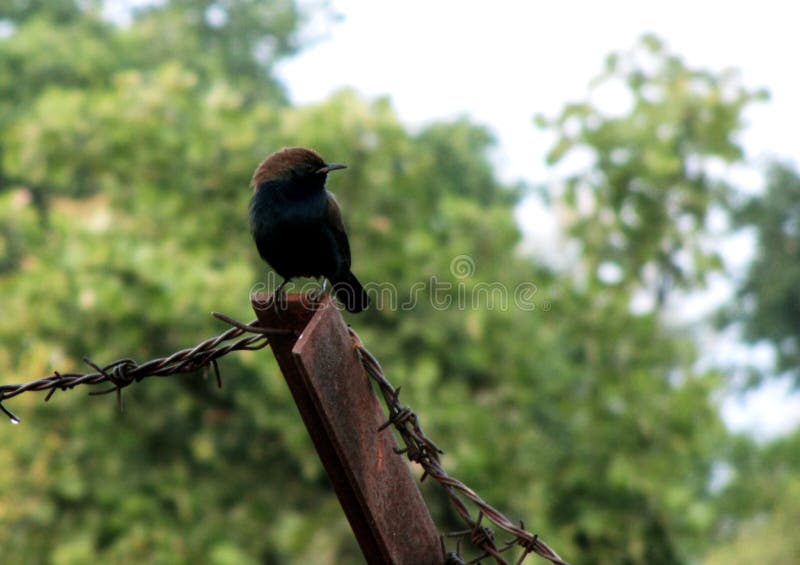 Common Robin at wintertime stock photo. Image of robin - 32719492