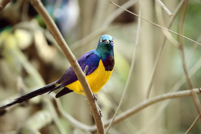 Robin Bird stock photo. Image of nature, eating, sharp - 59894892