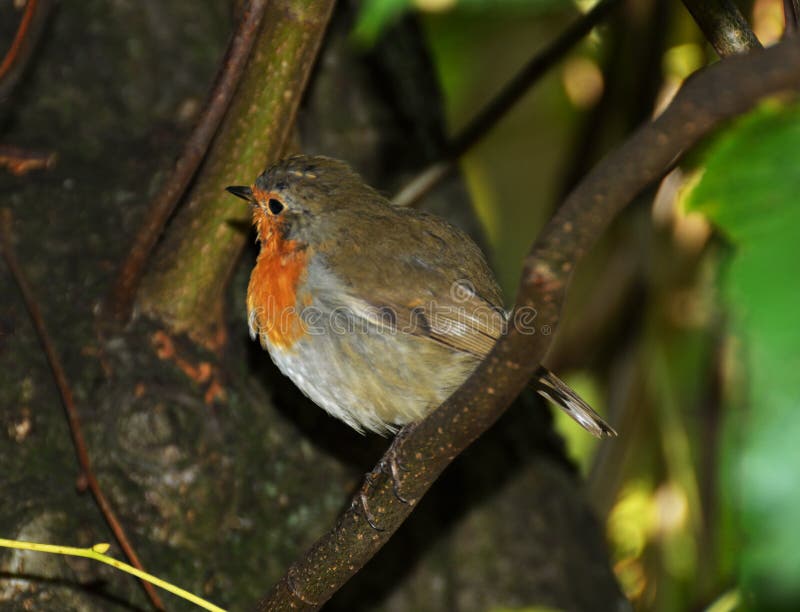 Robin bird stock photo. Image of countryside, branch - 44094772