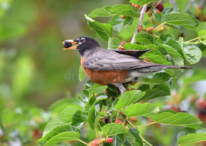 Robin Bird Eating Mulberry Fruit on the Tree Stock Image - Image of ...