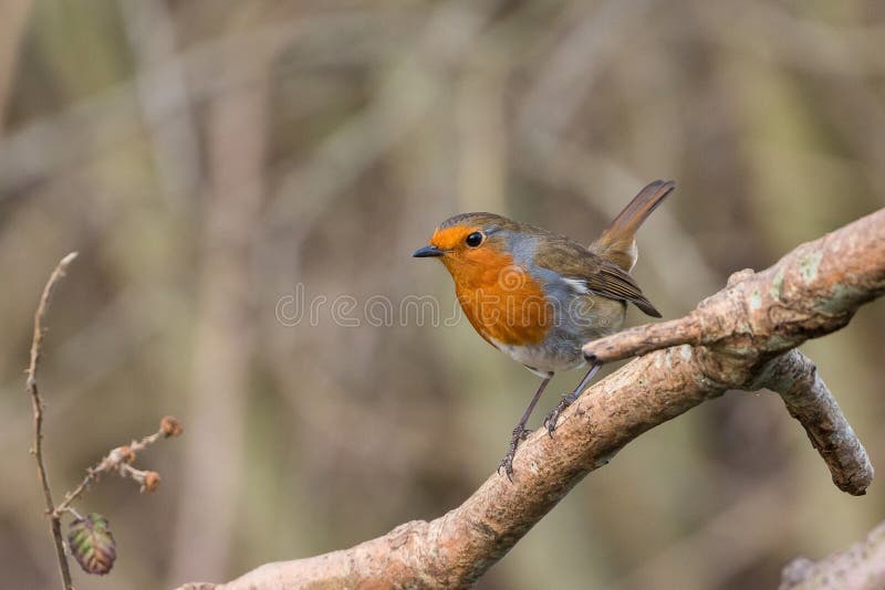 Robin Bird. Erithacus Rubecula. Stock Photo - Image of redbreast ...