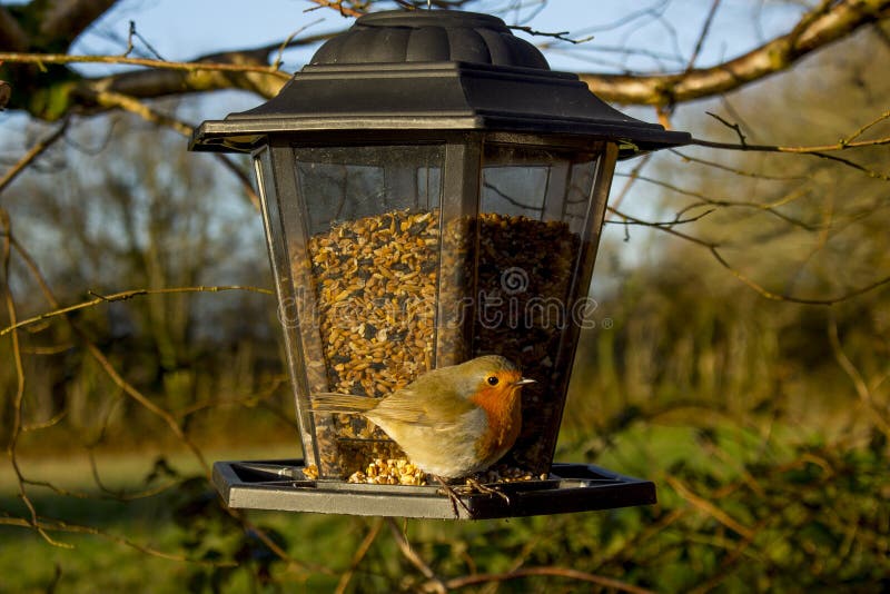 Robin on a bird feeder stock photo. Image of redbrest - 49226032