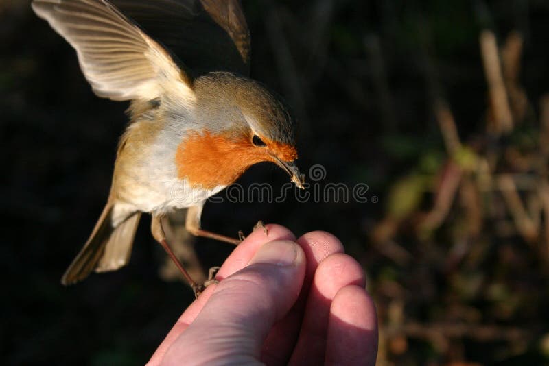 Robin stock image. Image of flight, taking, robin, bird - 49332061