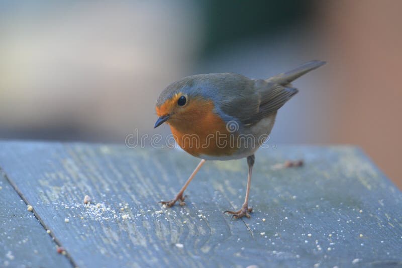 Robin Bird in the Garden in the Netherlands Stock Photo - Image of ...