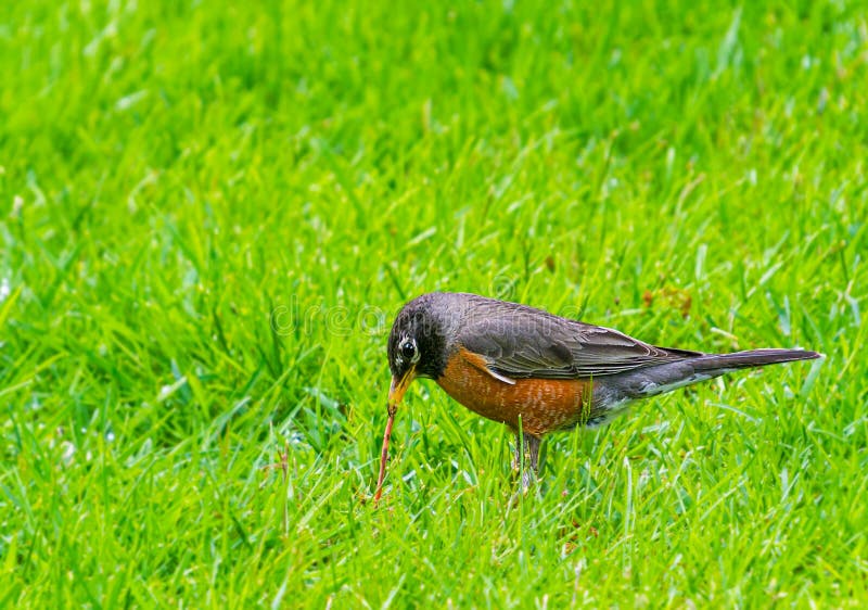 American Robin Pulling Worm Stock Photos - Free & Royalty-Free Stock ...