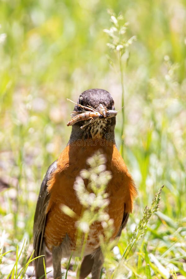 Front Facing Robin Bird with Grasshopper Insect Stock Image - Image of ...