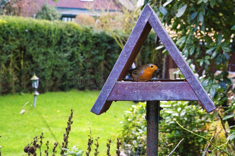Robin in the bird house stock image. Image of playground - 240395749