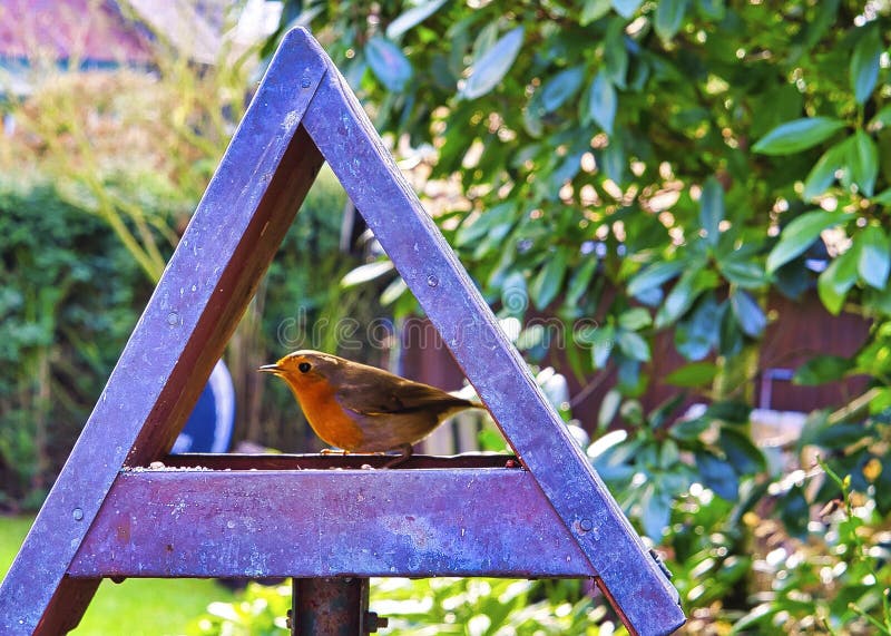 Robin in the bird house stock photo. Image of grass - 240395756