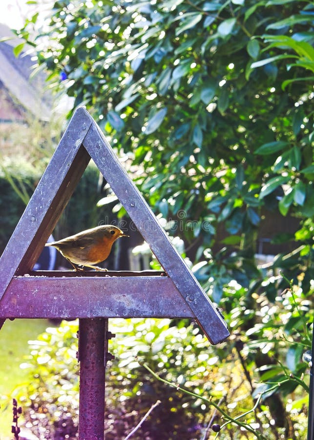 Robin in the bird house stock image. Image of backyard - 240395773
