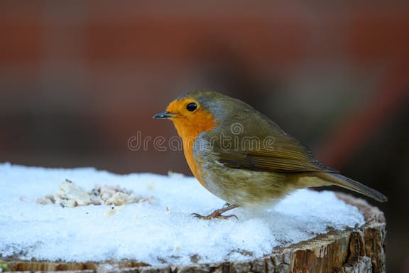 Robin bird on an icy perch stock photo. Image of feathered - 263993524
