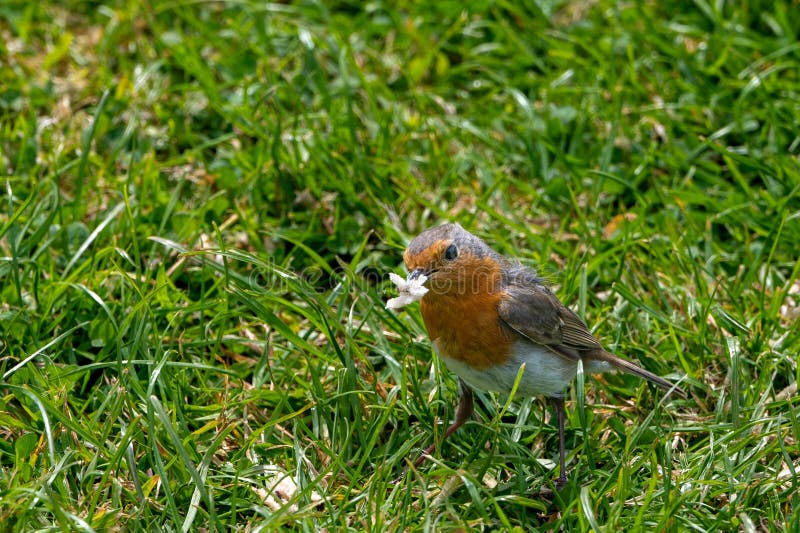 Robin with Insect and Bread in Beak Stock Image - Image of beak ...