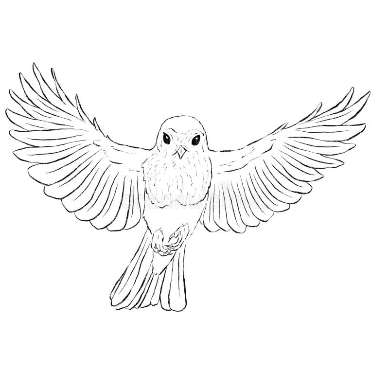 Robin Bird Line Art Logo that is Pencil Drawn on White Background Stock ...