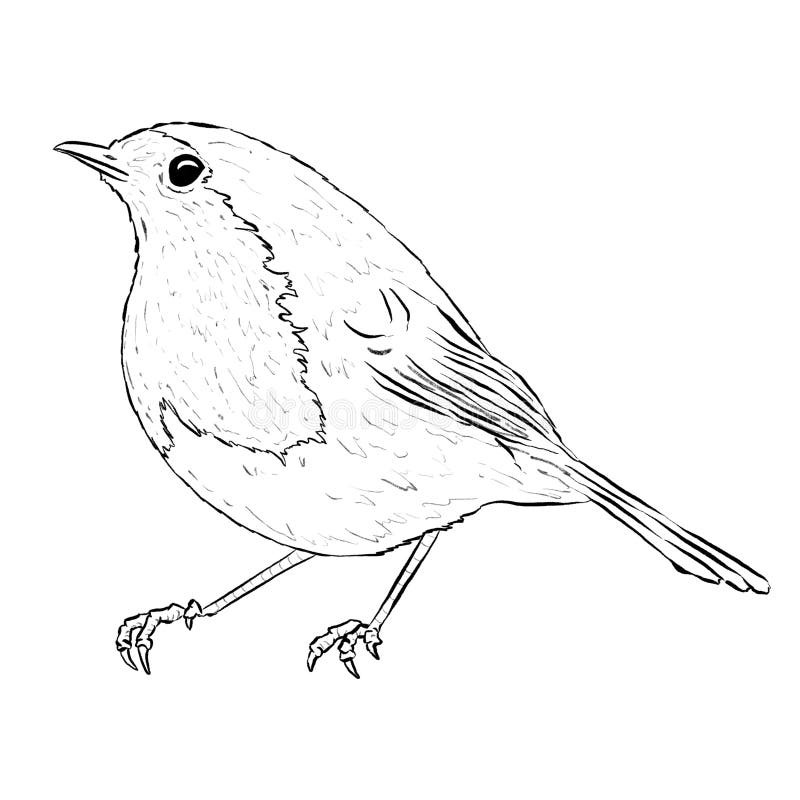 Robin Bird Line Art Logo that is Pencil Drawn on White Background Stock ...