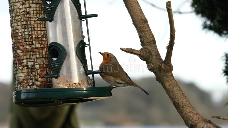 Robin Bird Looking for Food Stock Image - Image of animals, outdoor ...