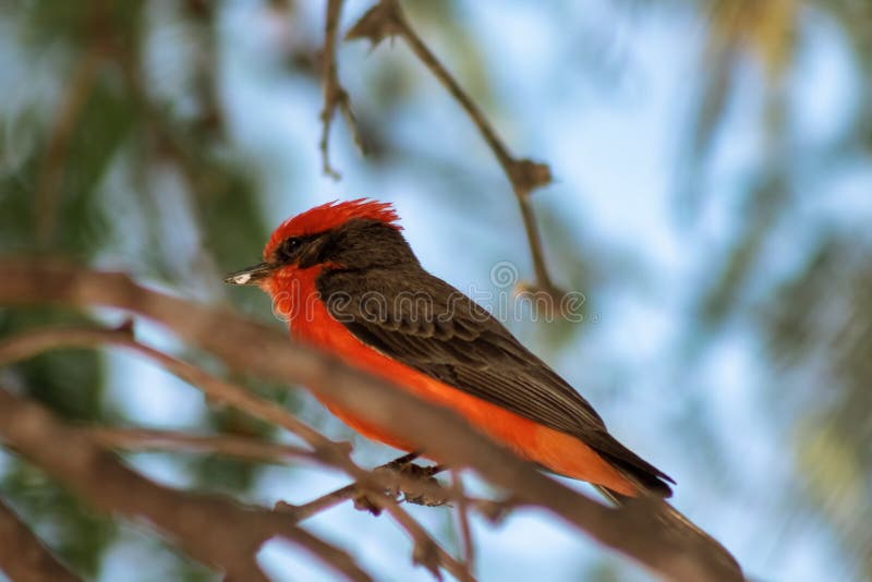 Robin Bird Looking at the Horizon Stock Image - Image of robin, small ...