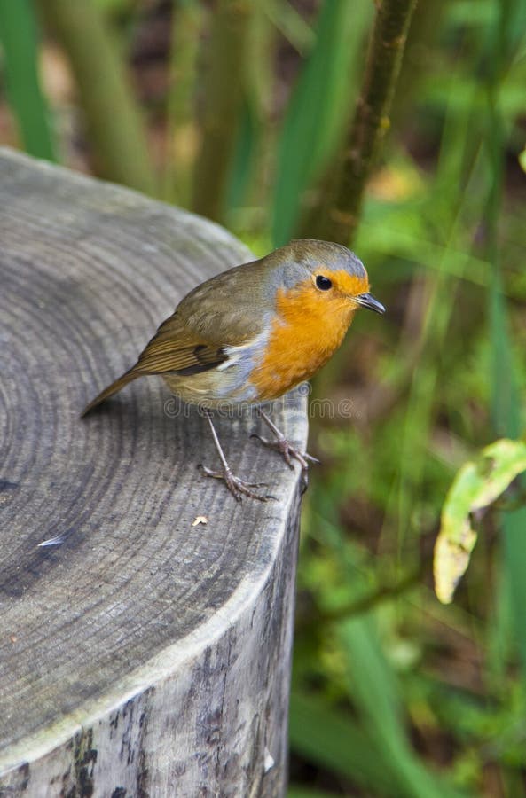 Robin bird stock image. Image of robin, bird, erithacus - 92688437