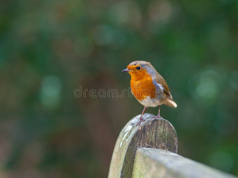 Robin bird stock photo. Image of chest, beauty, birdbeautiful - 23519304