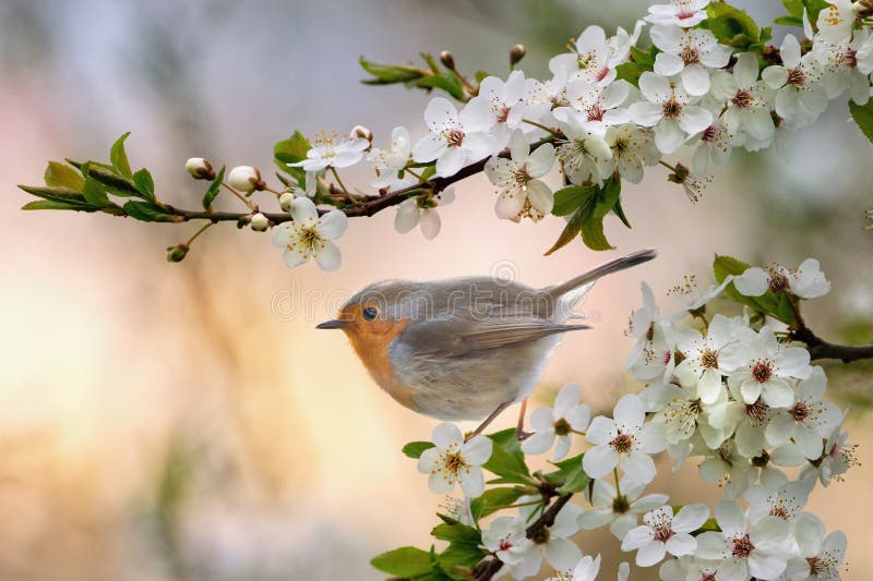 Robin Bird Pearching on the Blooming Tree Branch within Springtime ...
