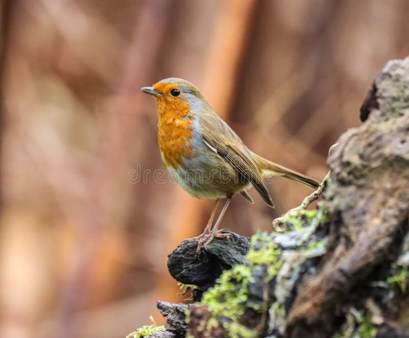 Robin Bird Perched Atop a Log in a Lush Forest Setting. Stock Image ...