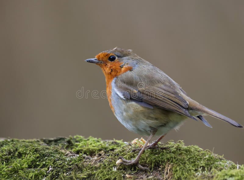 Robin Bird Perched on Moss-covered Ground Stock Photo - Image of avian ...