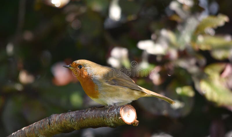 Robin Bird/pisco De Peito Vermelho Europeu Foto de Stock - Imagem de ...