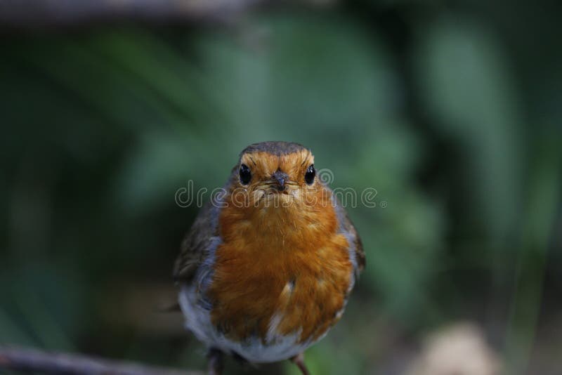 Robin bird portrait stock image. Image of branch, background - 101295565