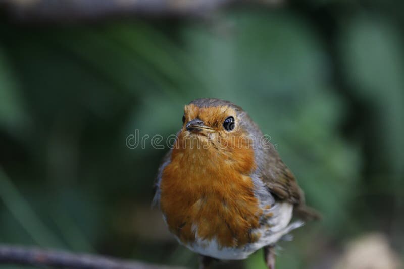 Robin bird portrait stock photo. Image of closeup, ground - 101298308