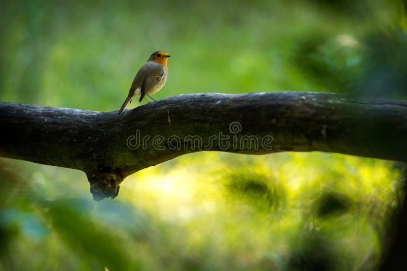 Robin Bird Portrait in Nature Park Stock Image - Image of orange ...